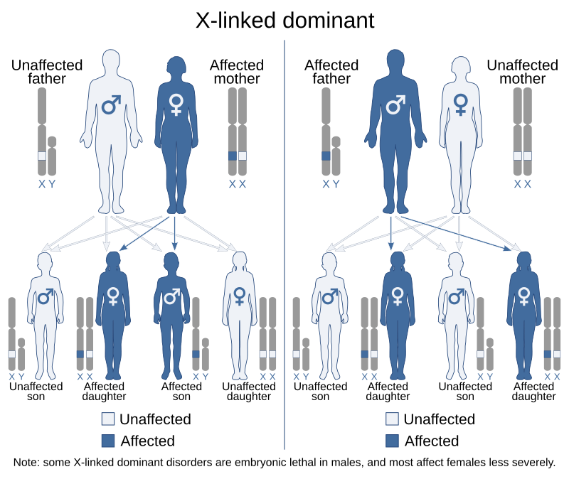 Genetic Inheritance Simulator