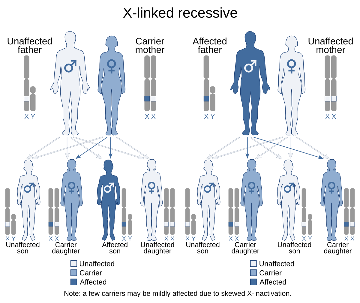 Genetic Inheritance Simulator